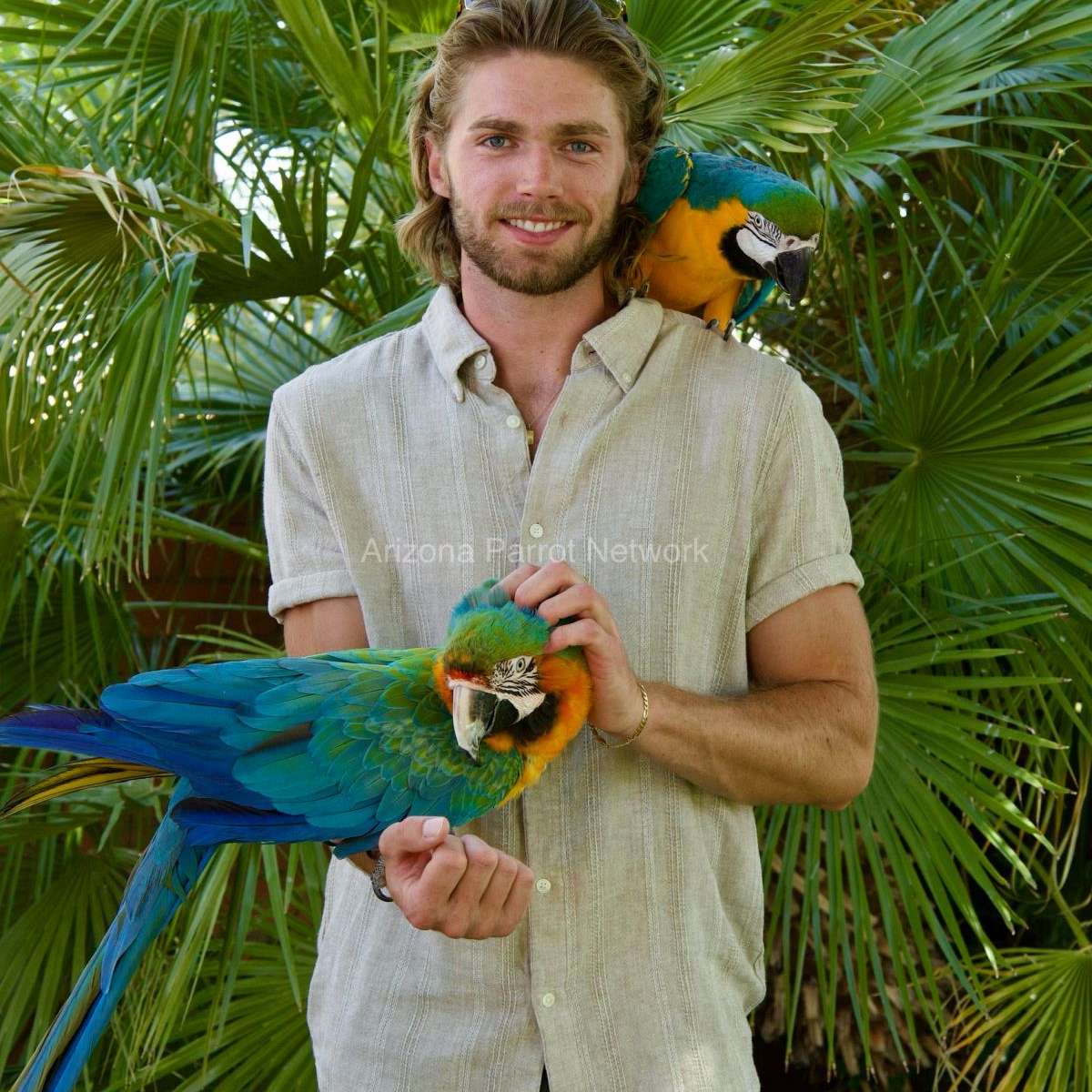 Shamrock Macaw Chicks
