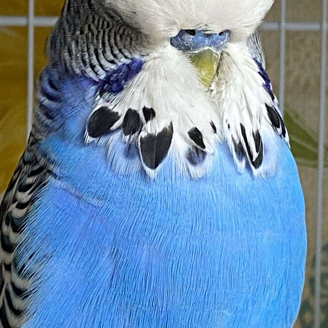 English budgie