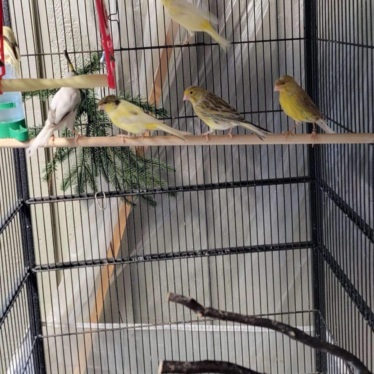 Red Factor And Intensive Red Factor Canaries