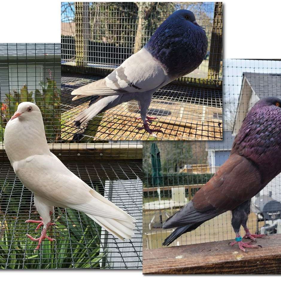 Horseman Pouter Pigeons