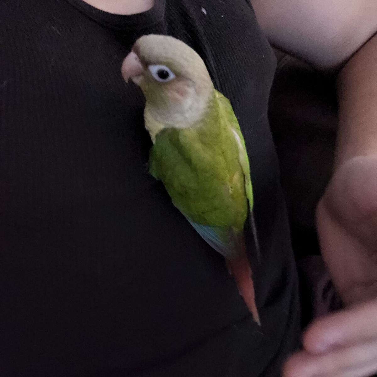 Blue and Green Quakers