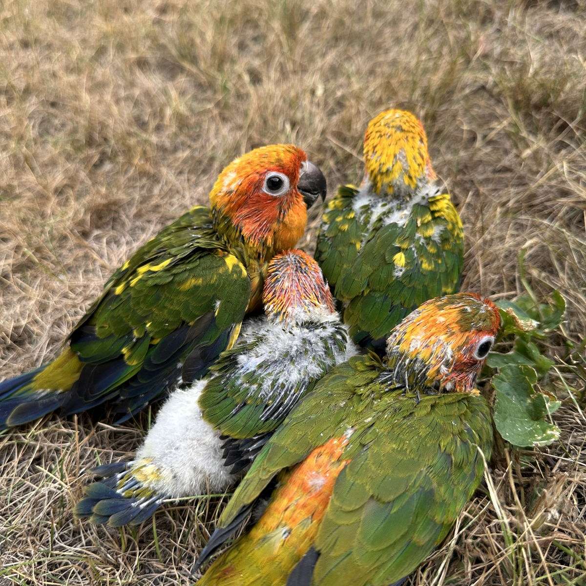 Red factor sun conures