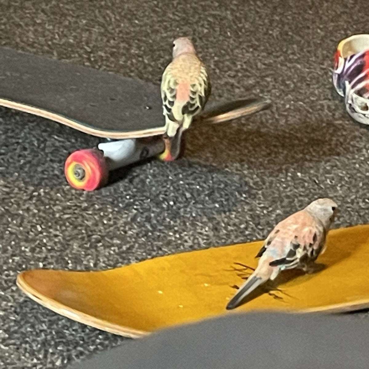 Rosey/Rainbow Bourkes Parakeet