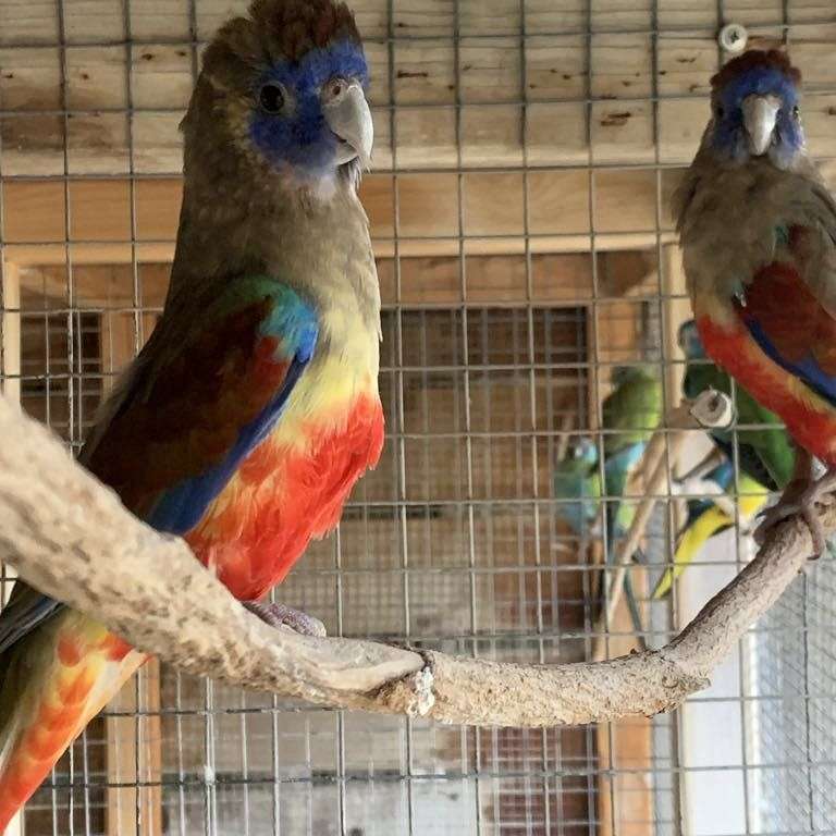 Turquoisine parakeet