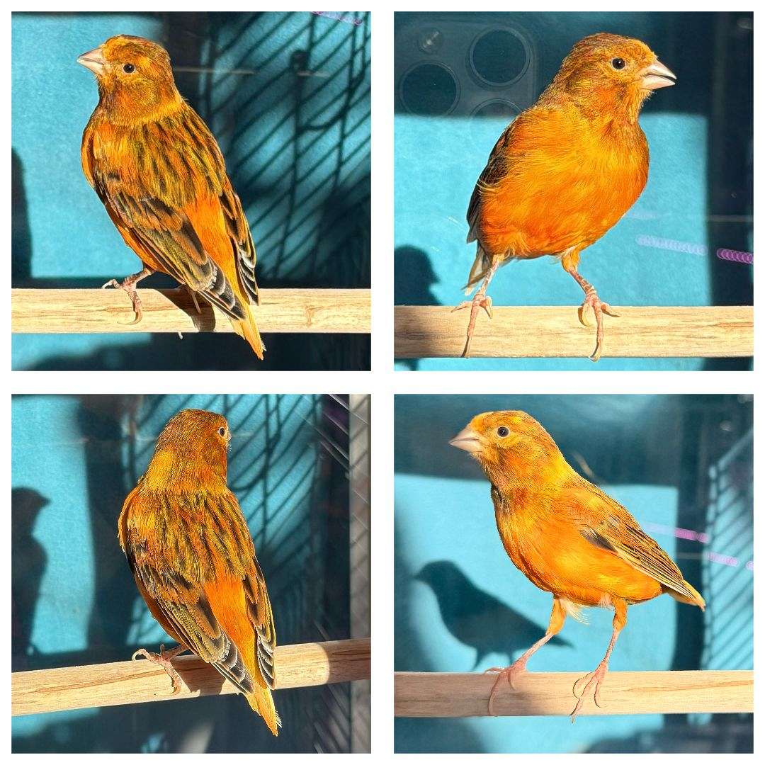 Canary - grey