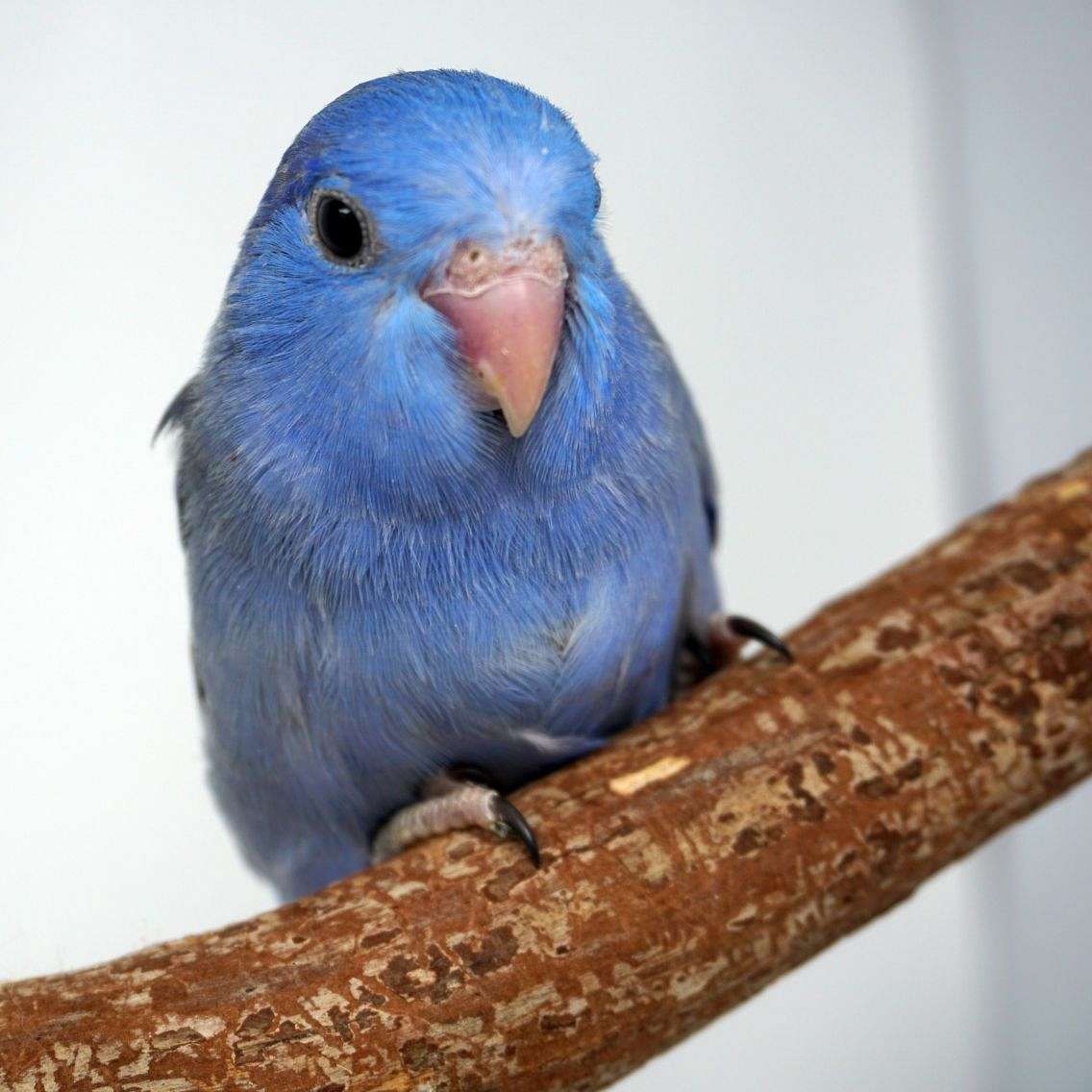 Parrotlet Breeding Pairs