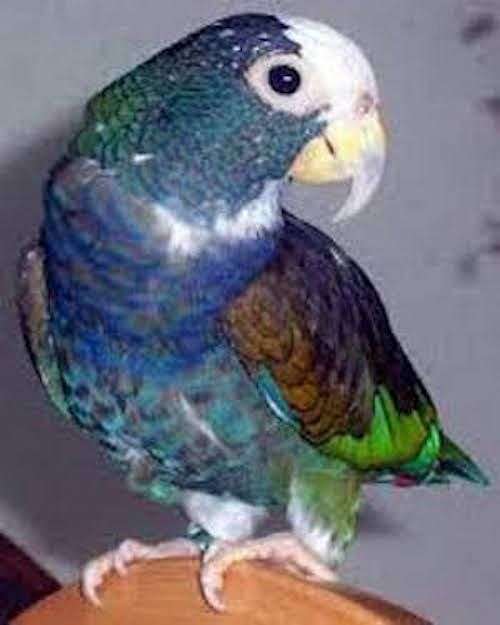 Pionus White Capped Babies For Sale!