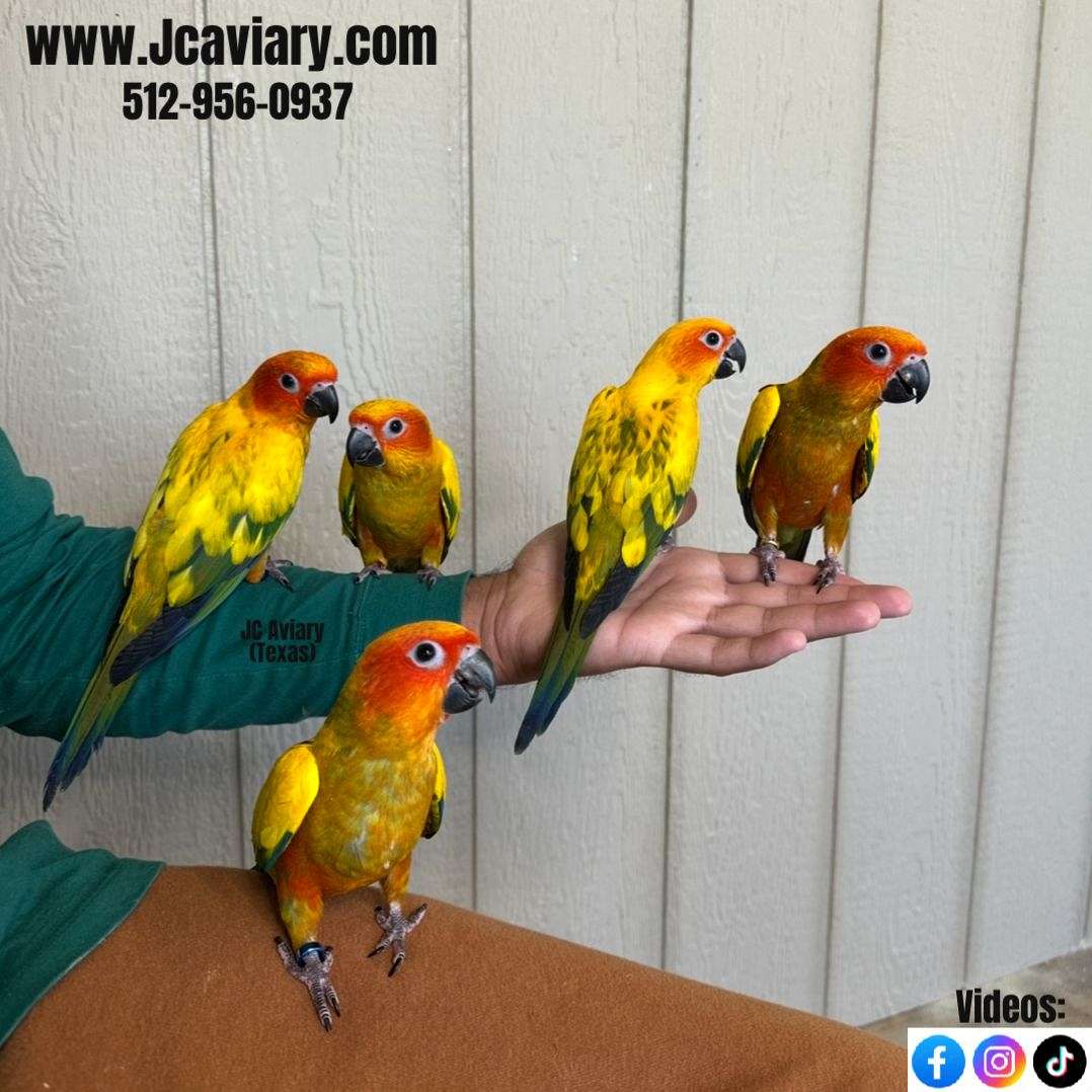 Moustached parakeet babies