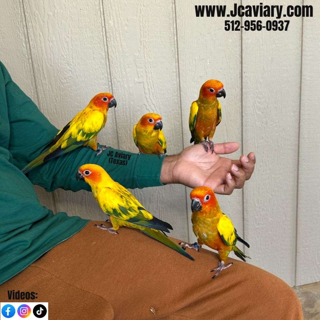 Derbyan parakeet babies