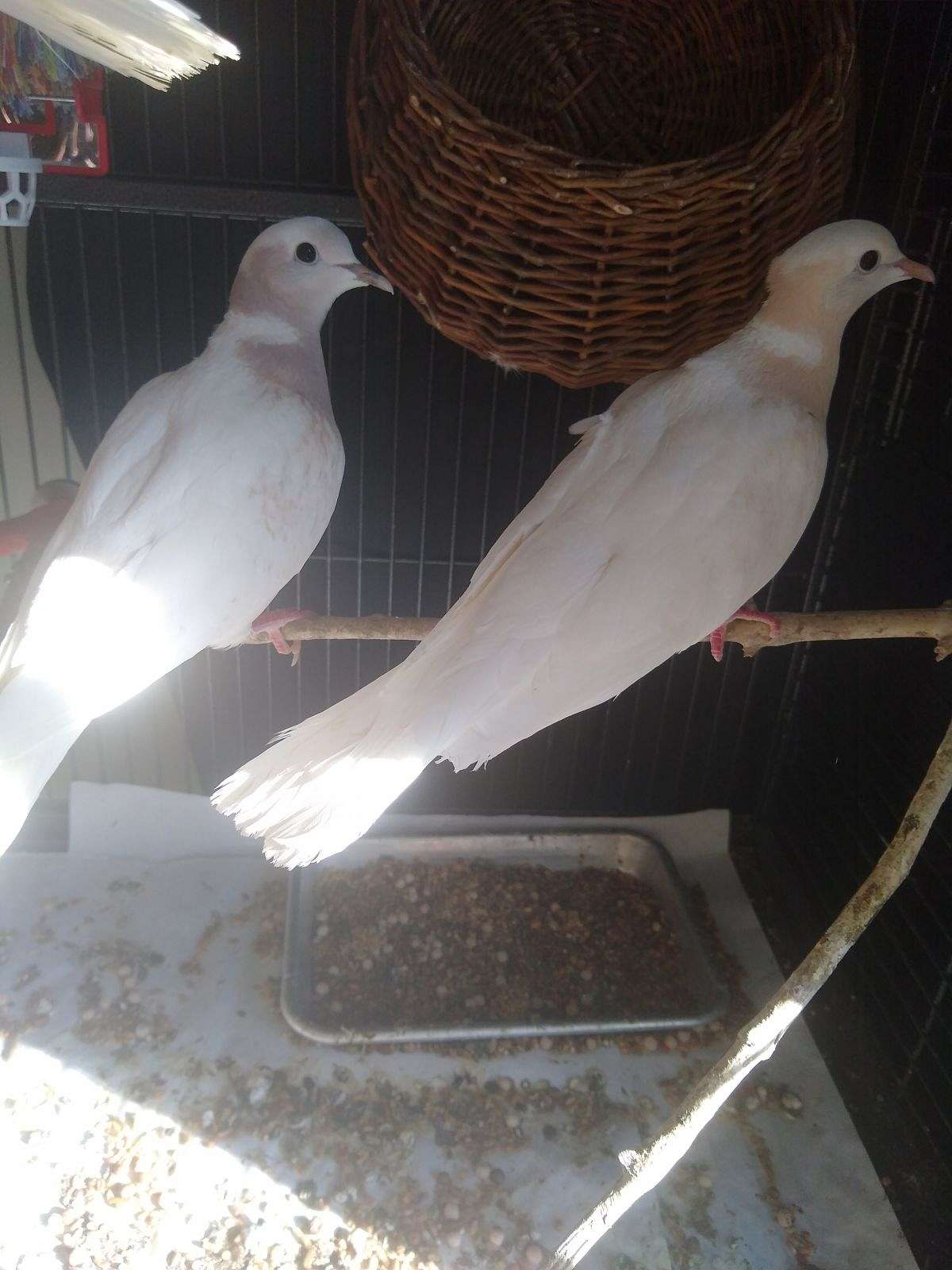 Ringneck Doves