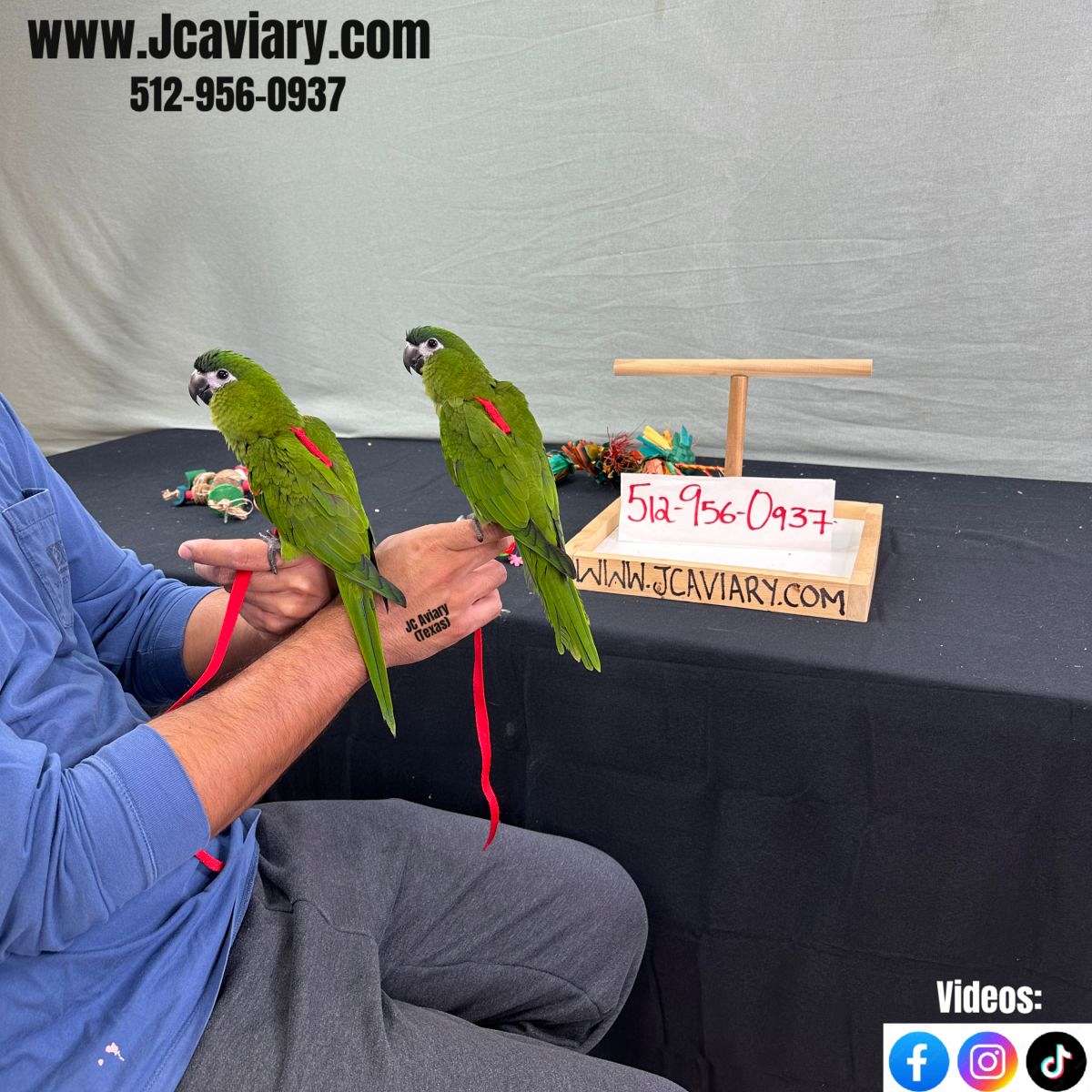 Hahn mini macaw babies