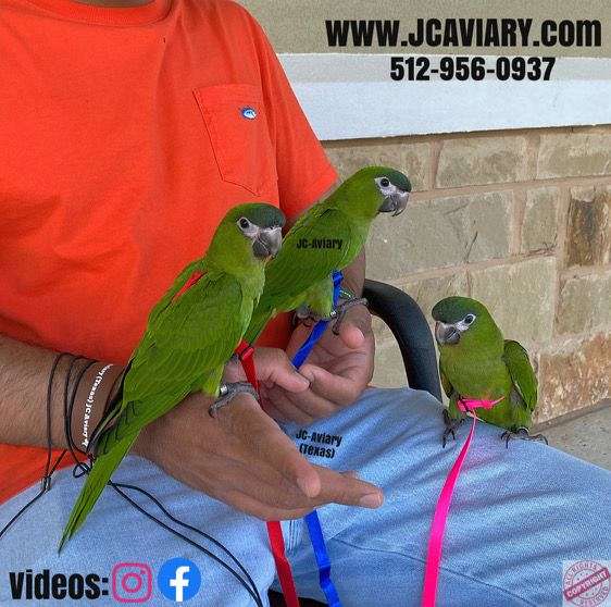 Hahn mini macaw babies