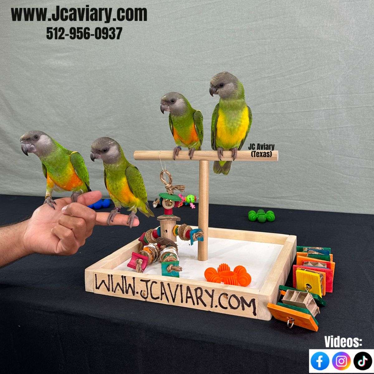 Hahns mini macaw babies