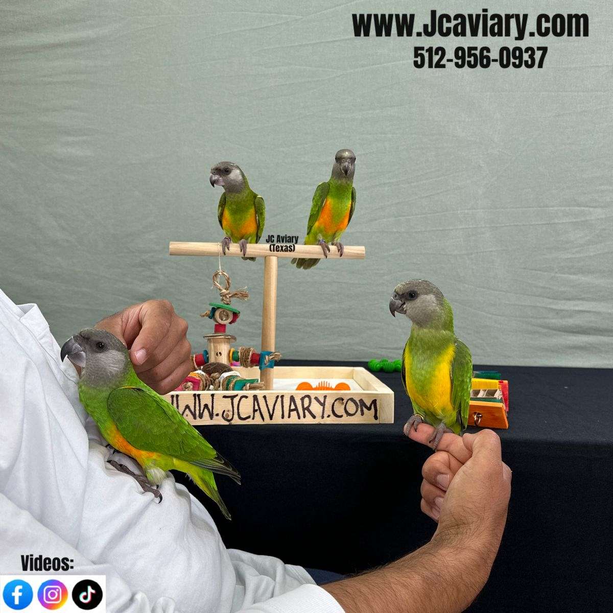 Hahns mini macaw babies