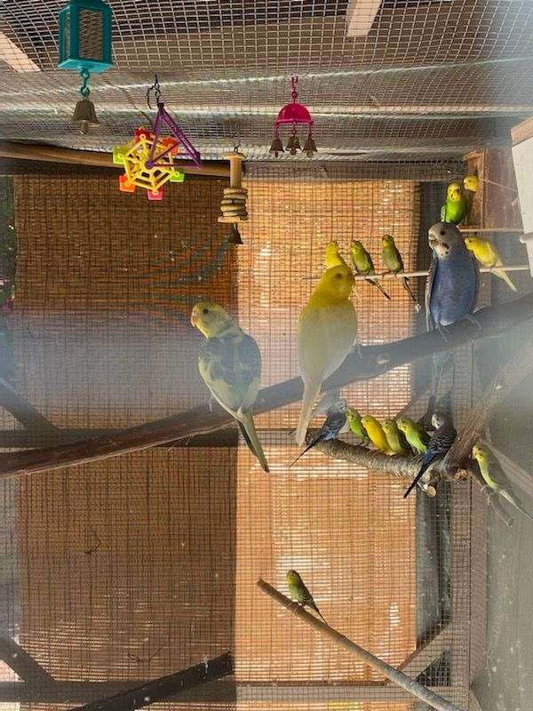 Parakeet for sale