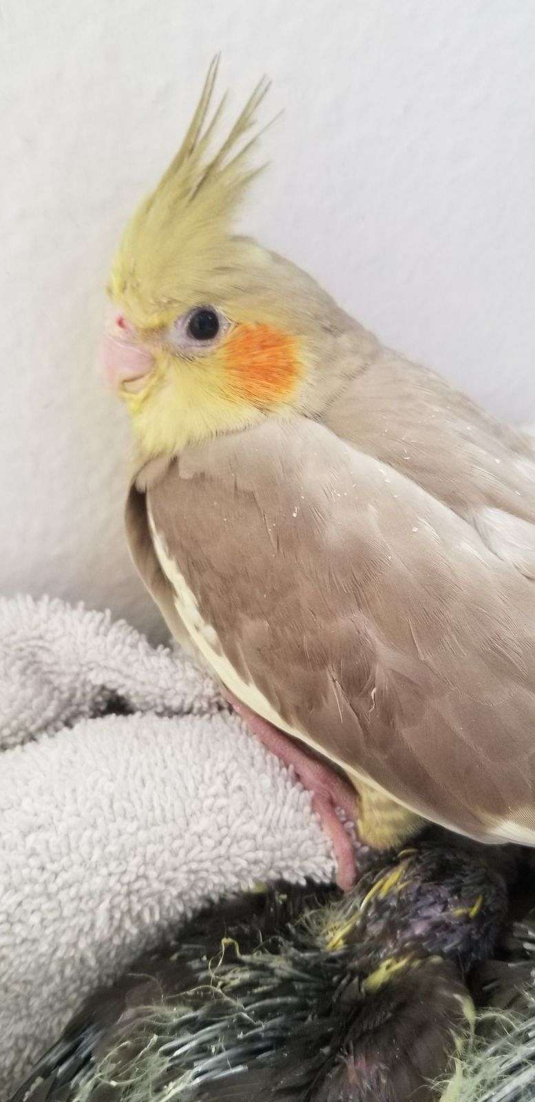 Super Tame Cockatiels, All Stages and Mixes. Breeding pairs. Therapy Birds