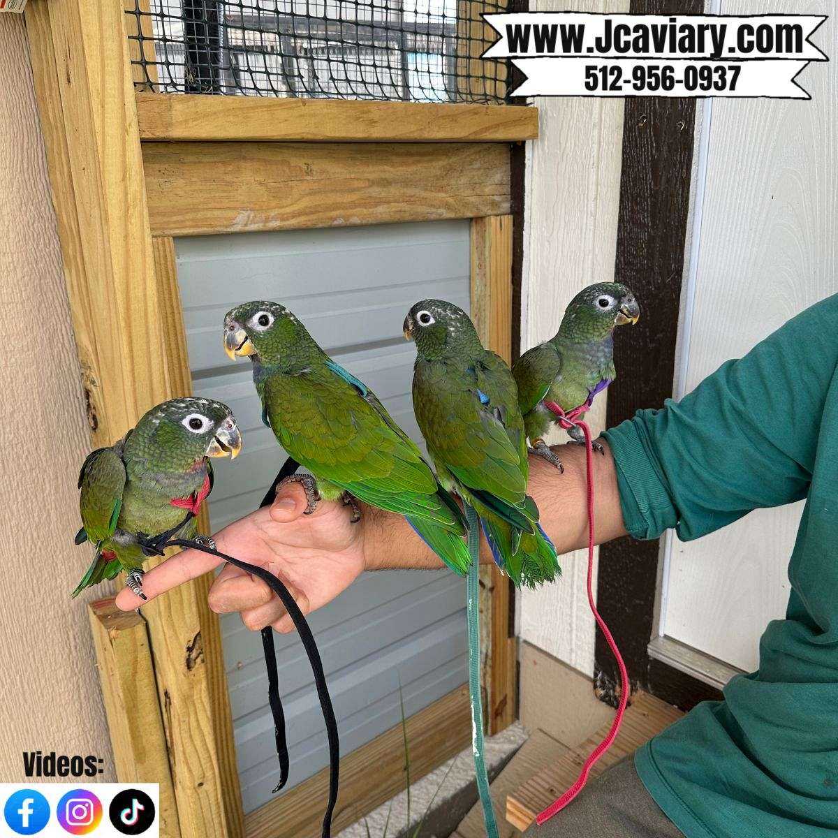 Illiger mini macaw babies