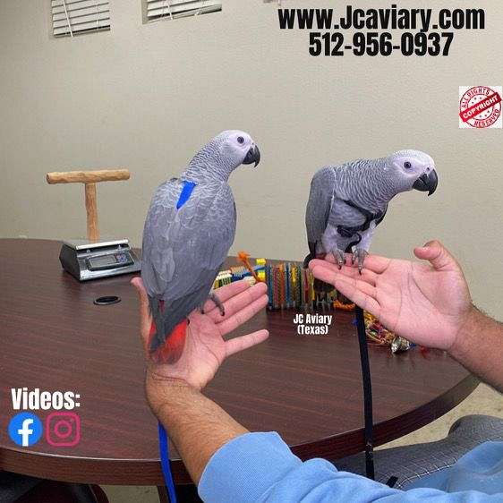 Derbyan parakeet babies