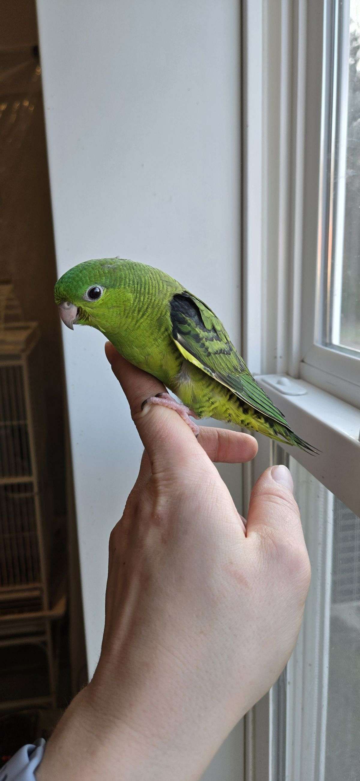 Lineolated Parakeets