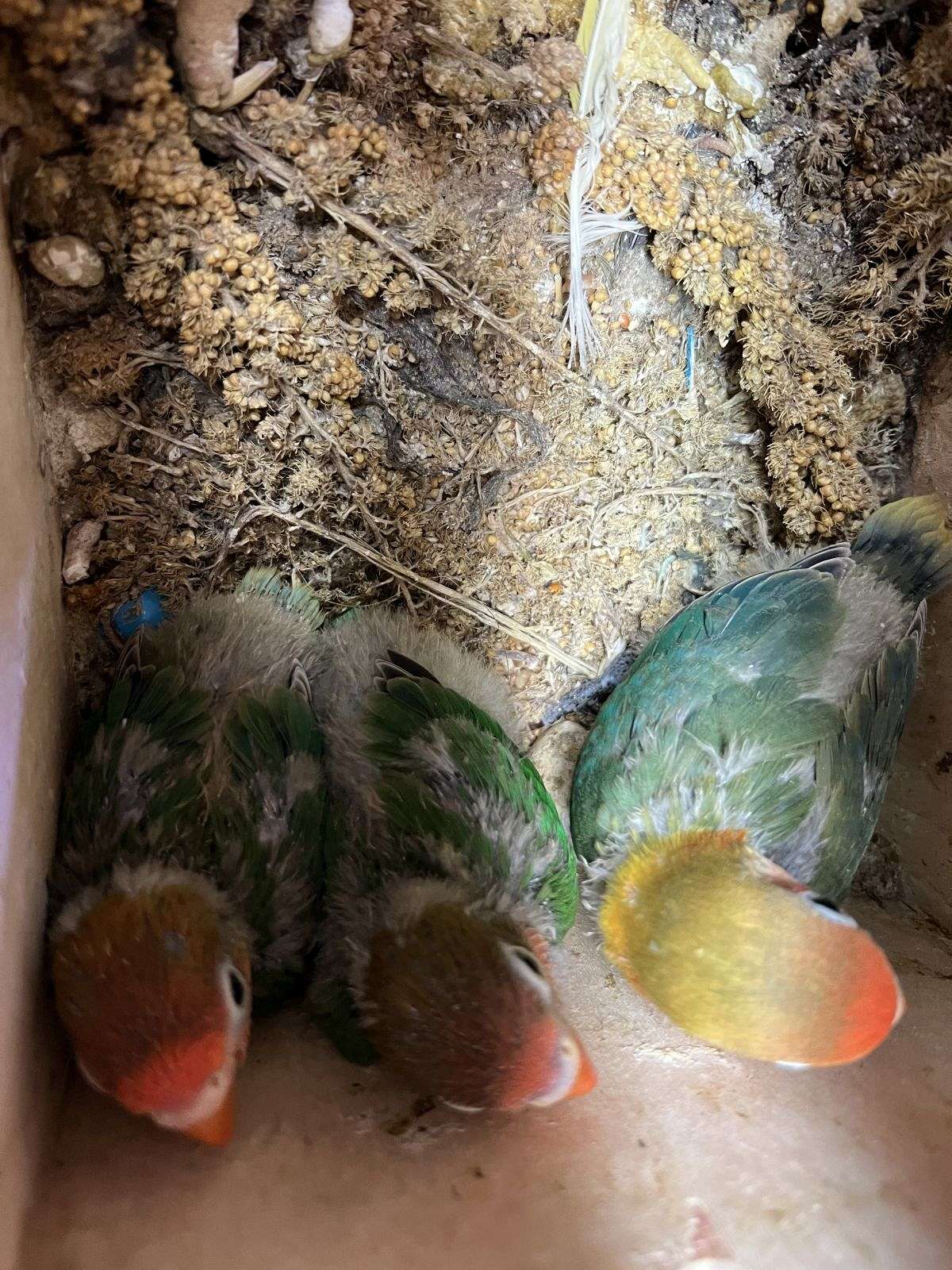 5 Young English buggies for sale
