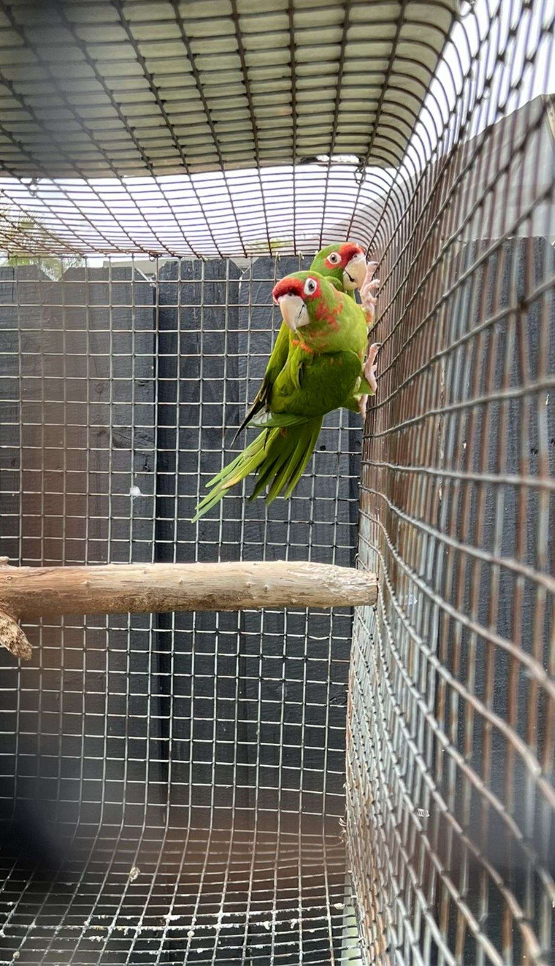Mitred conure pair