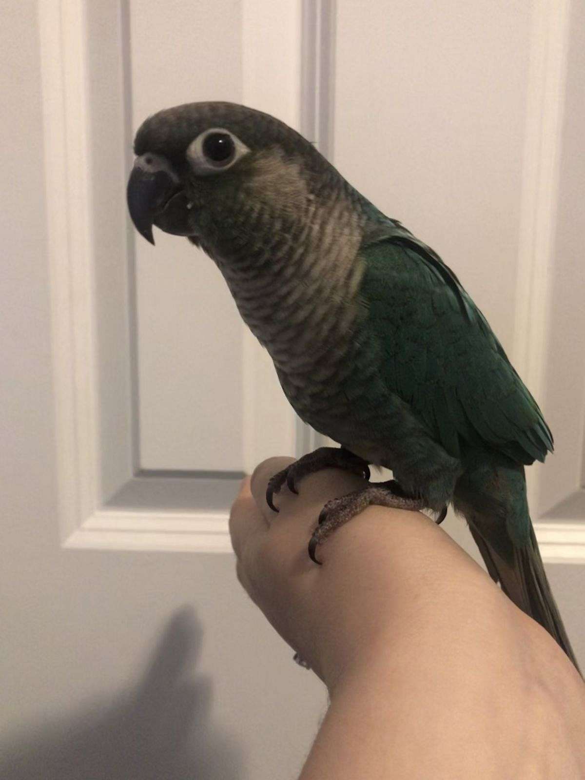 Turquoise Green Cheek Conure