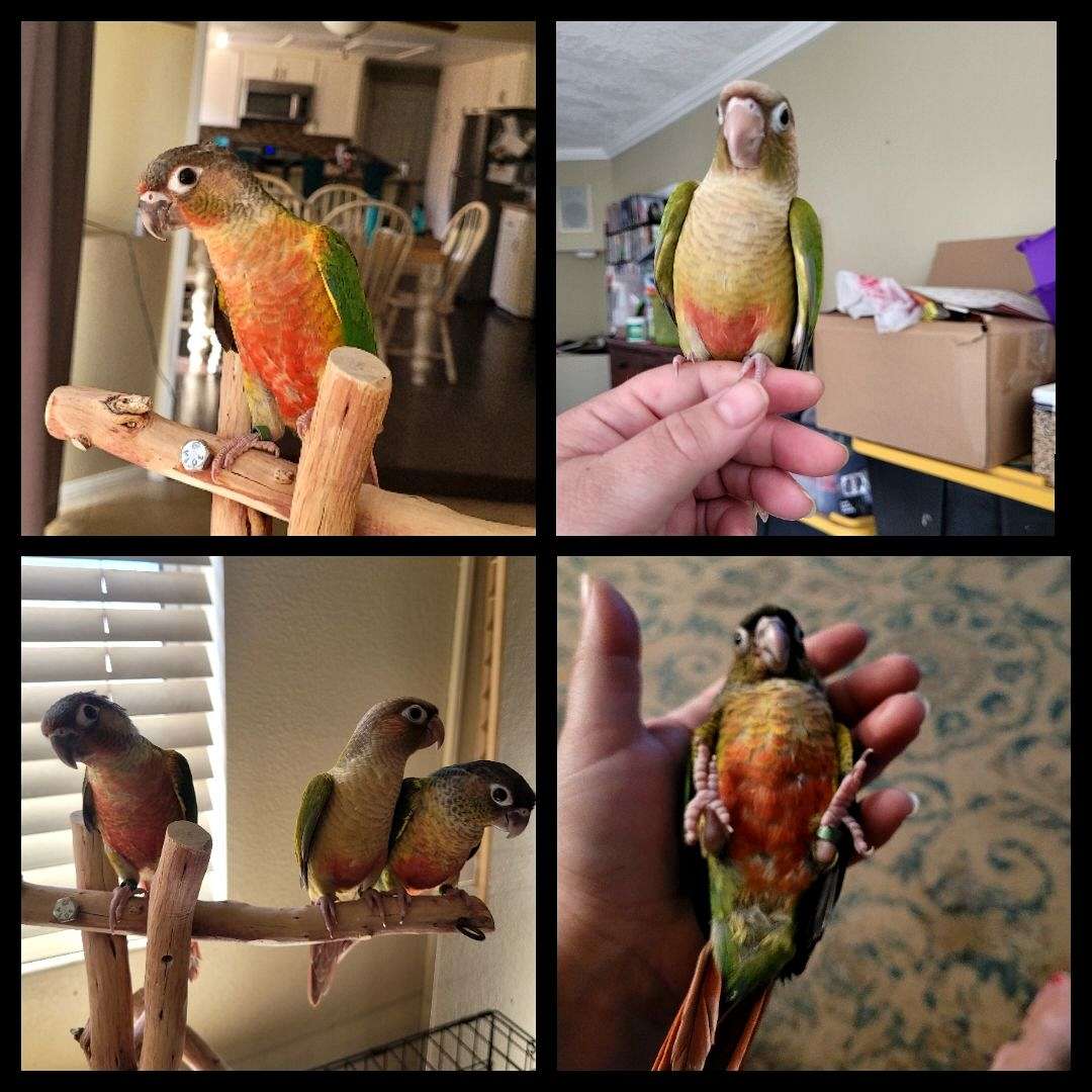 Handfed Green Cheek Conure Babies
