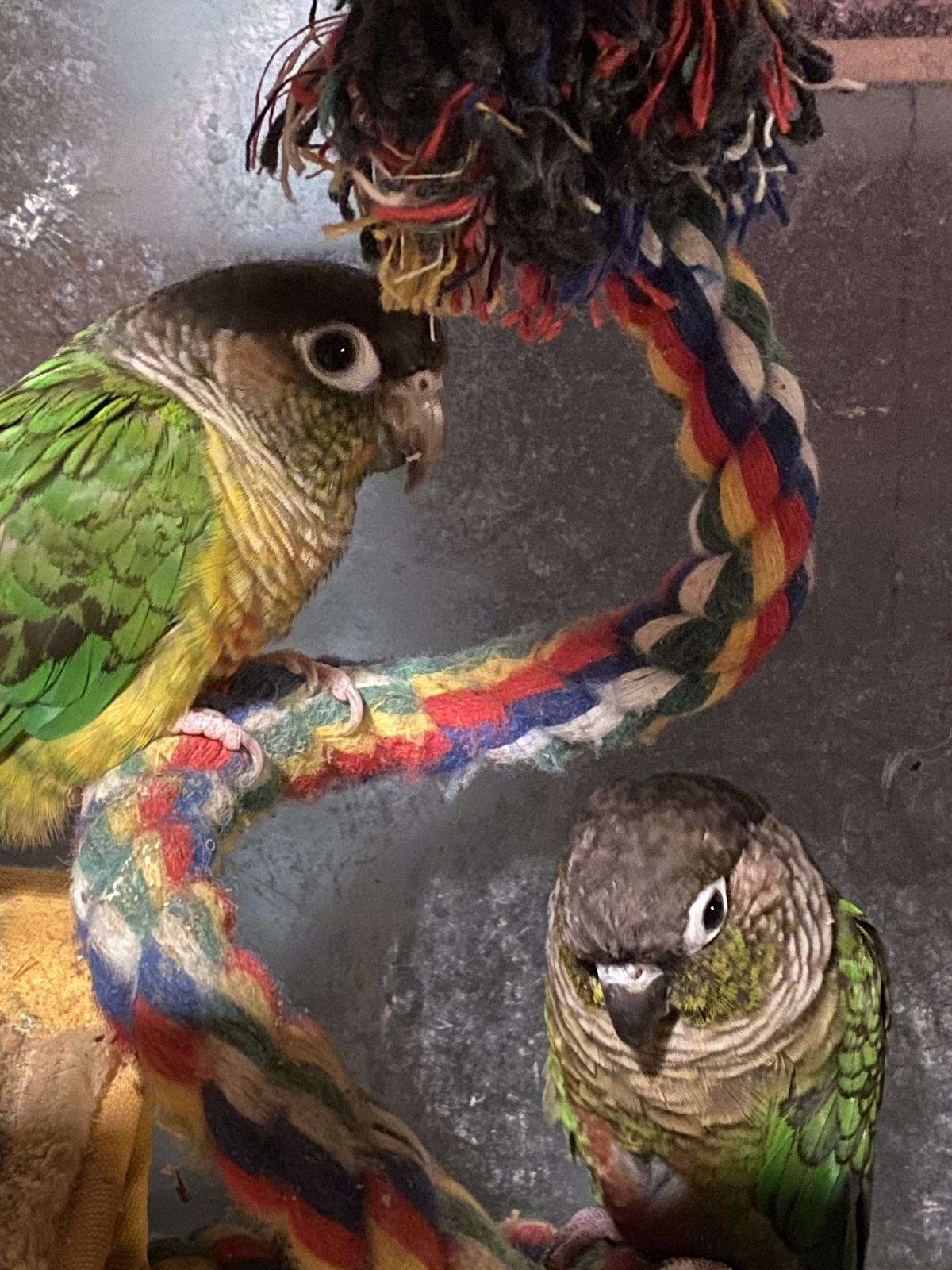 Bonded breeding pair of conures birds
