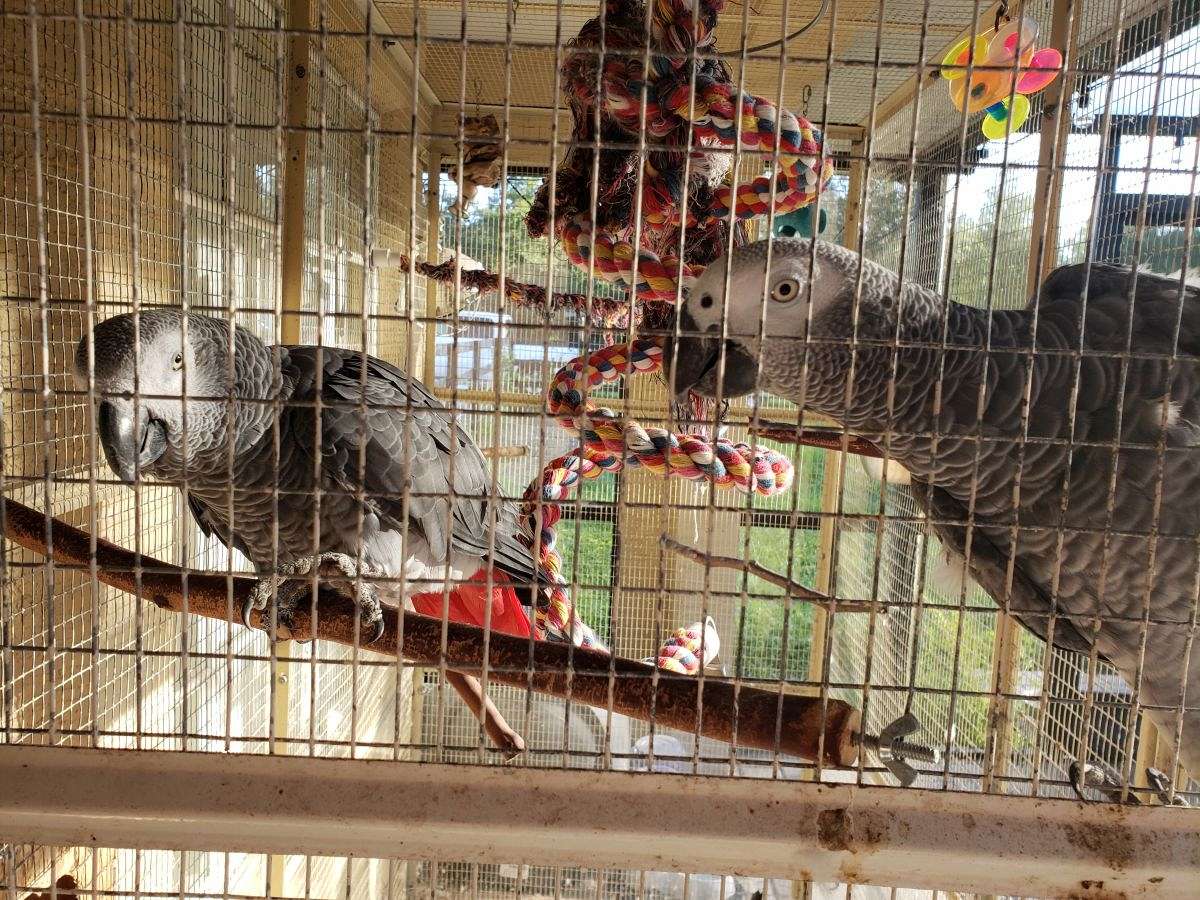 Congo African Grey- Bonded pair