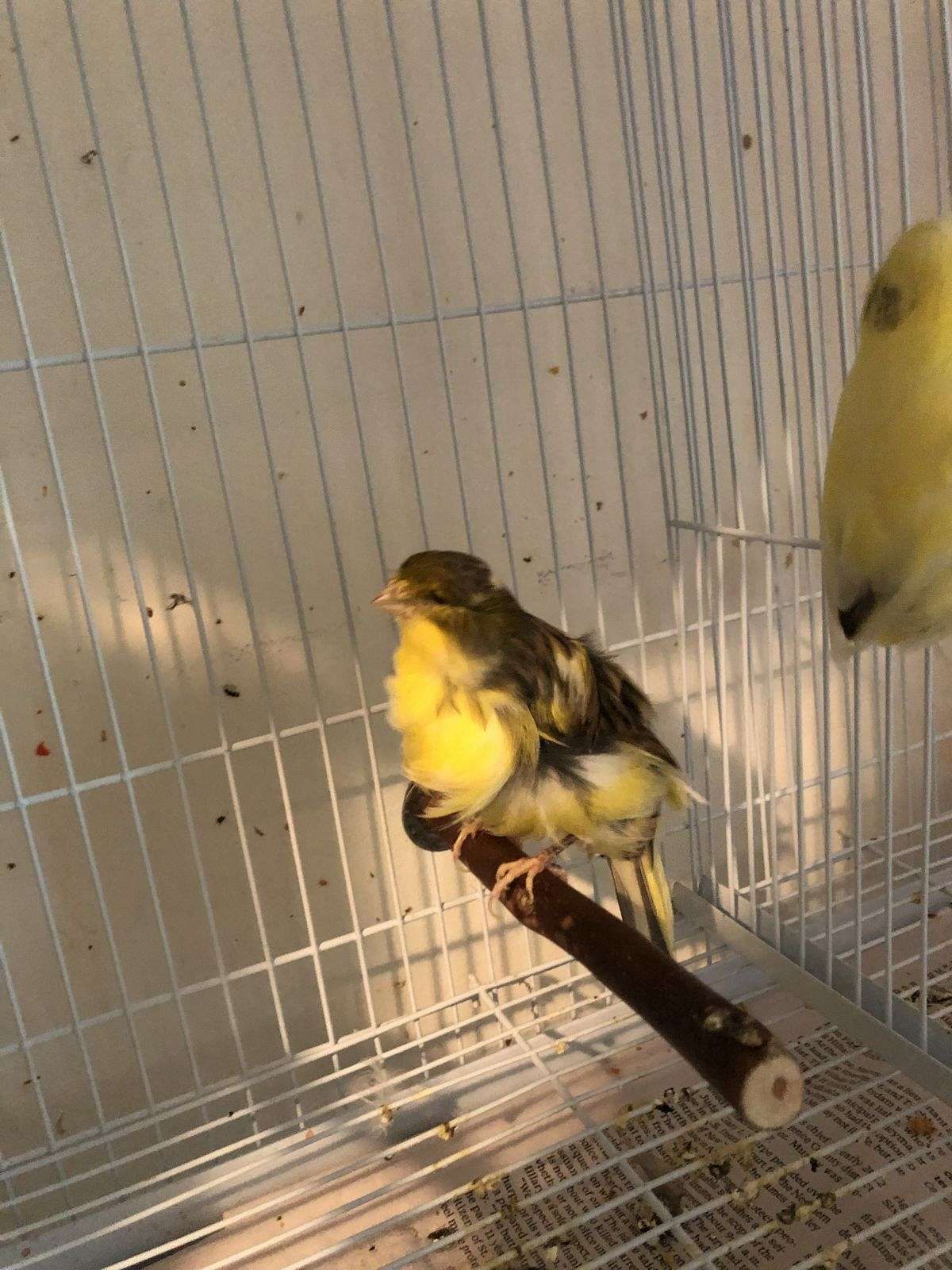 Canary