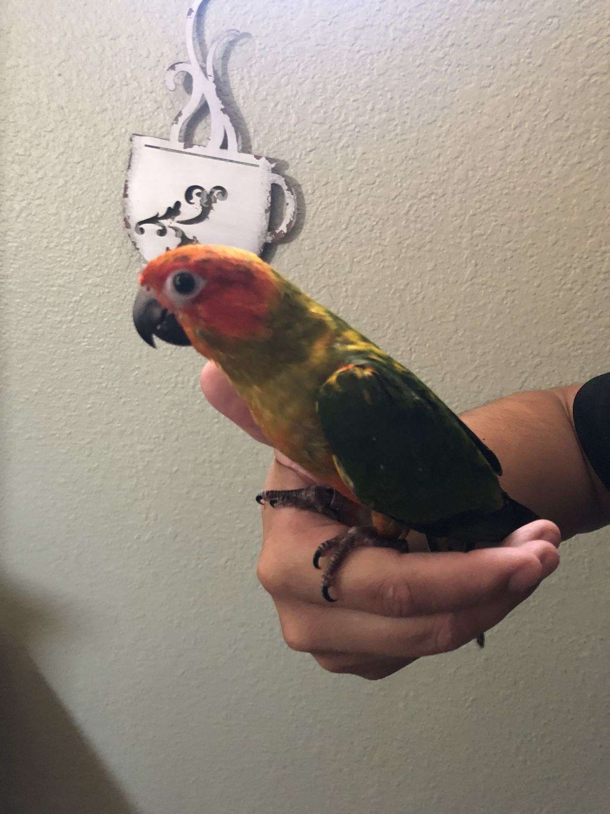 Sun Conure Babies (Normal & Red Factors)