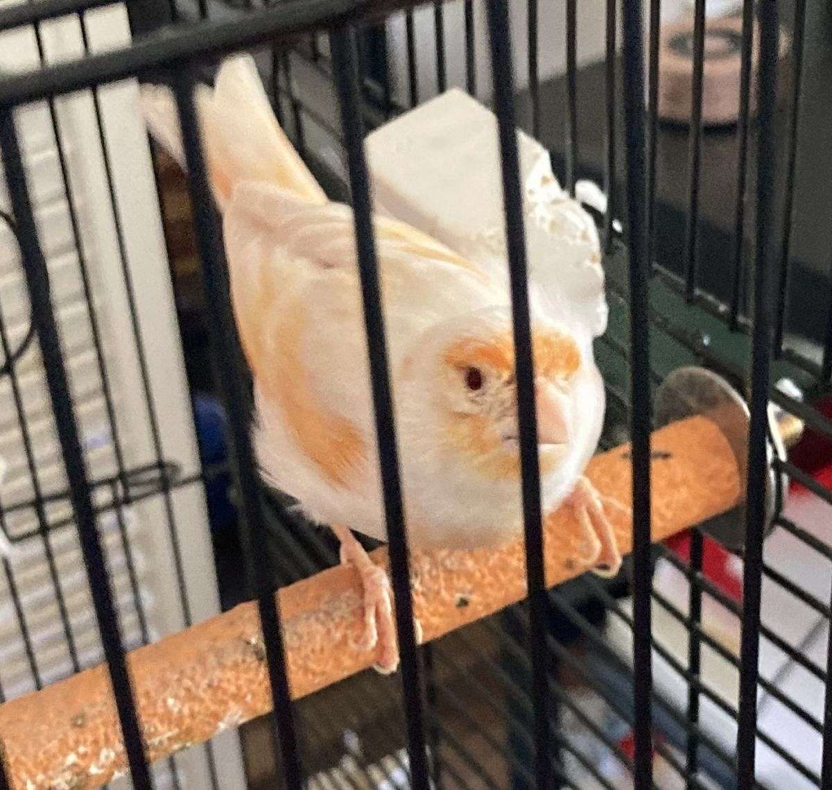 Female peach orange and white canary less than 1 year old