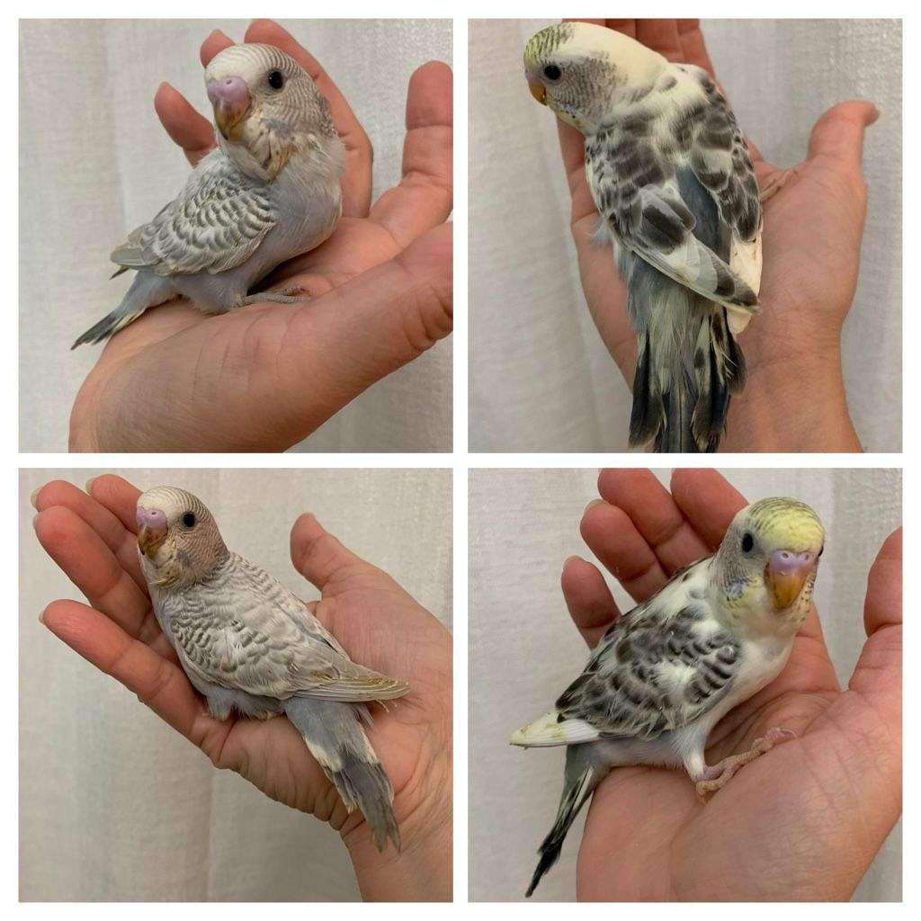 Parakeet babies hand fed