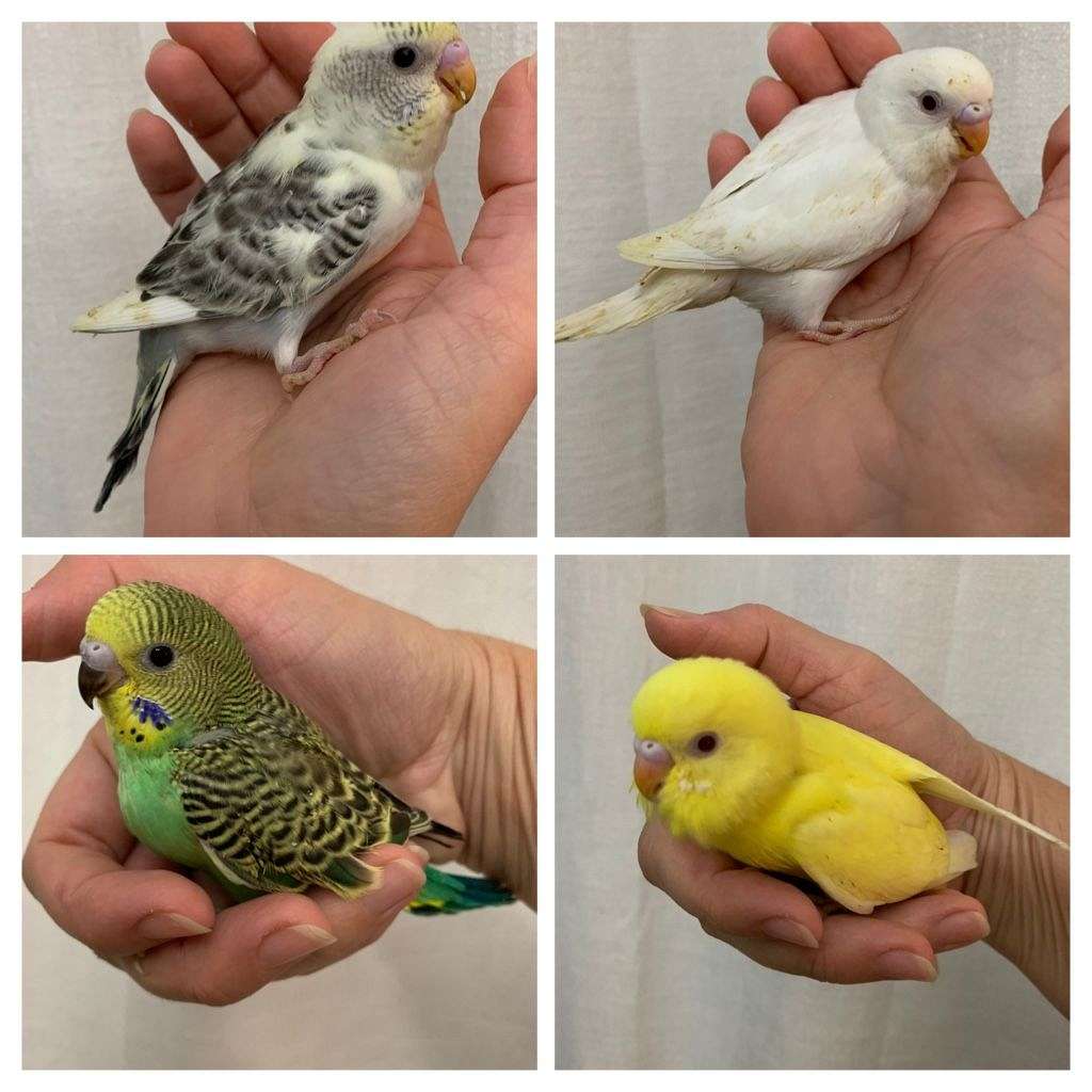 Parakeet babies hand fed