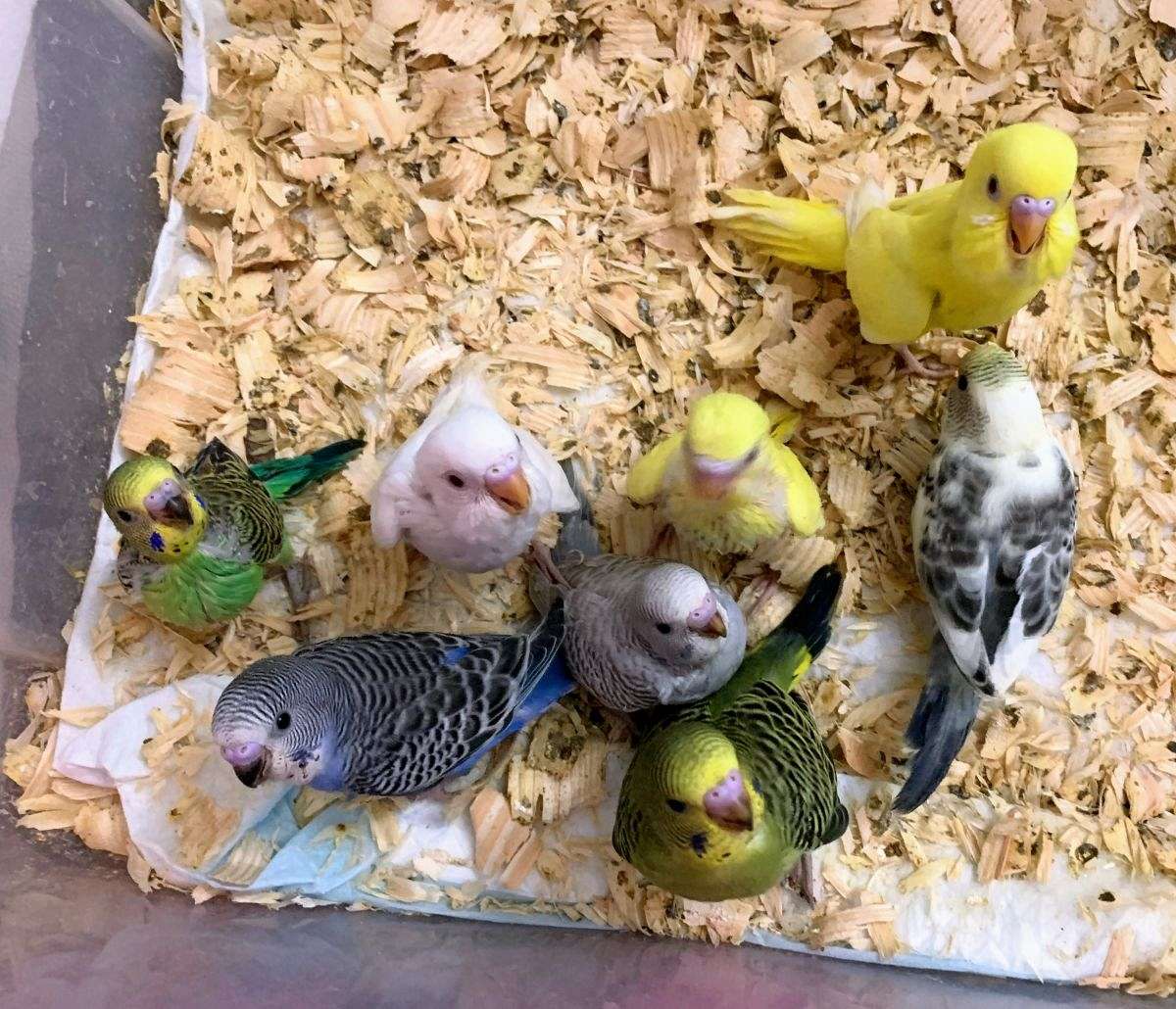 Parakeet babies hand fed