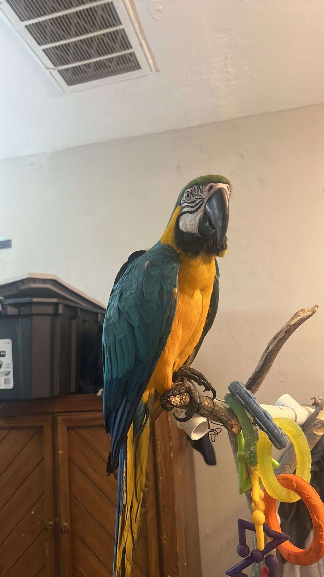 Blue and gold macaw