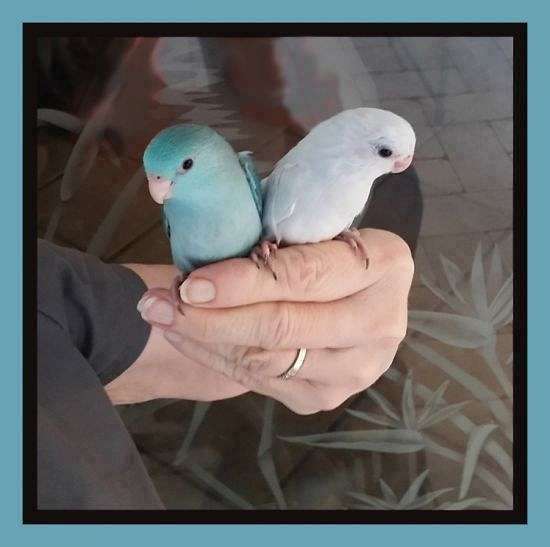 Hand Fed Baby Parrotlets