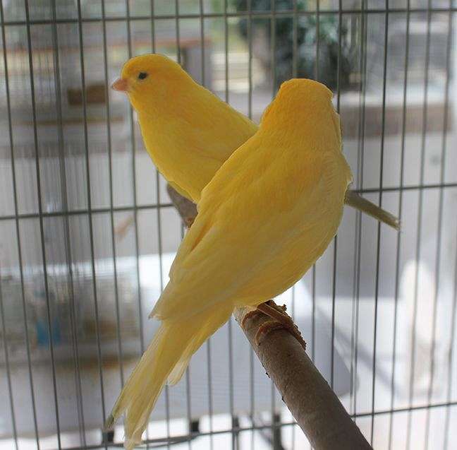 Yellow Canary