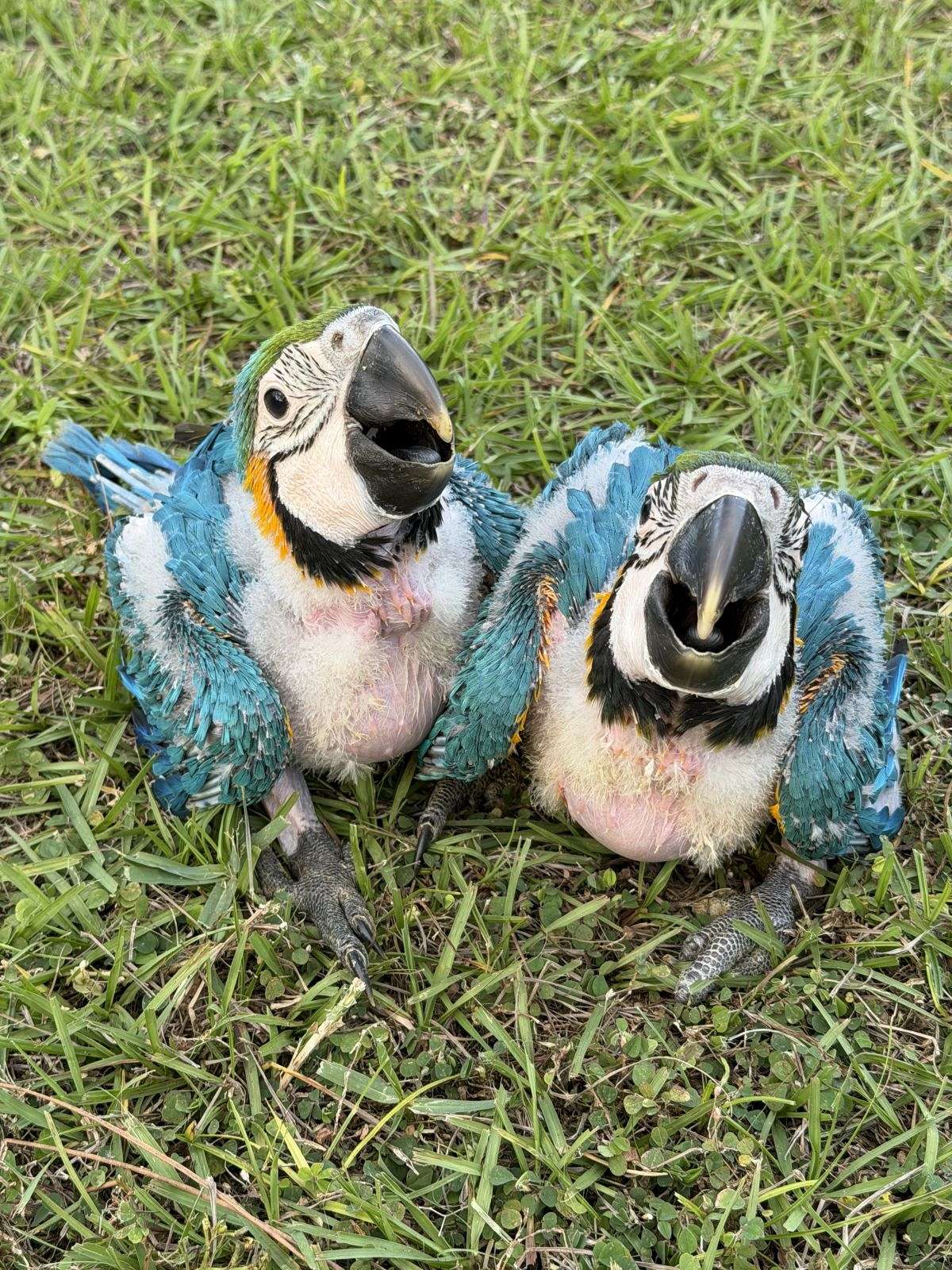 Scarlet , Blue and Gold , Camelot , Blue - Throated, Ruby