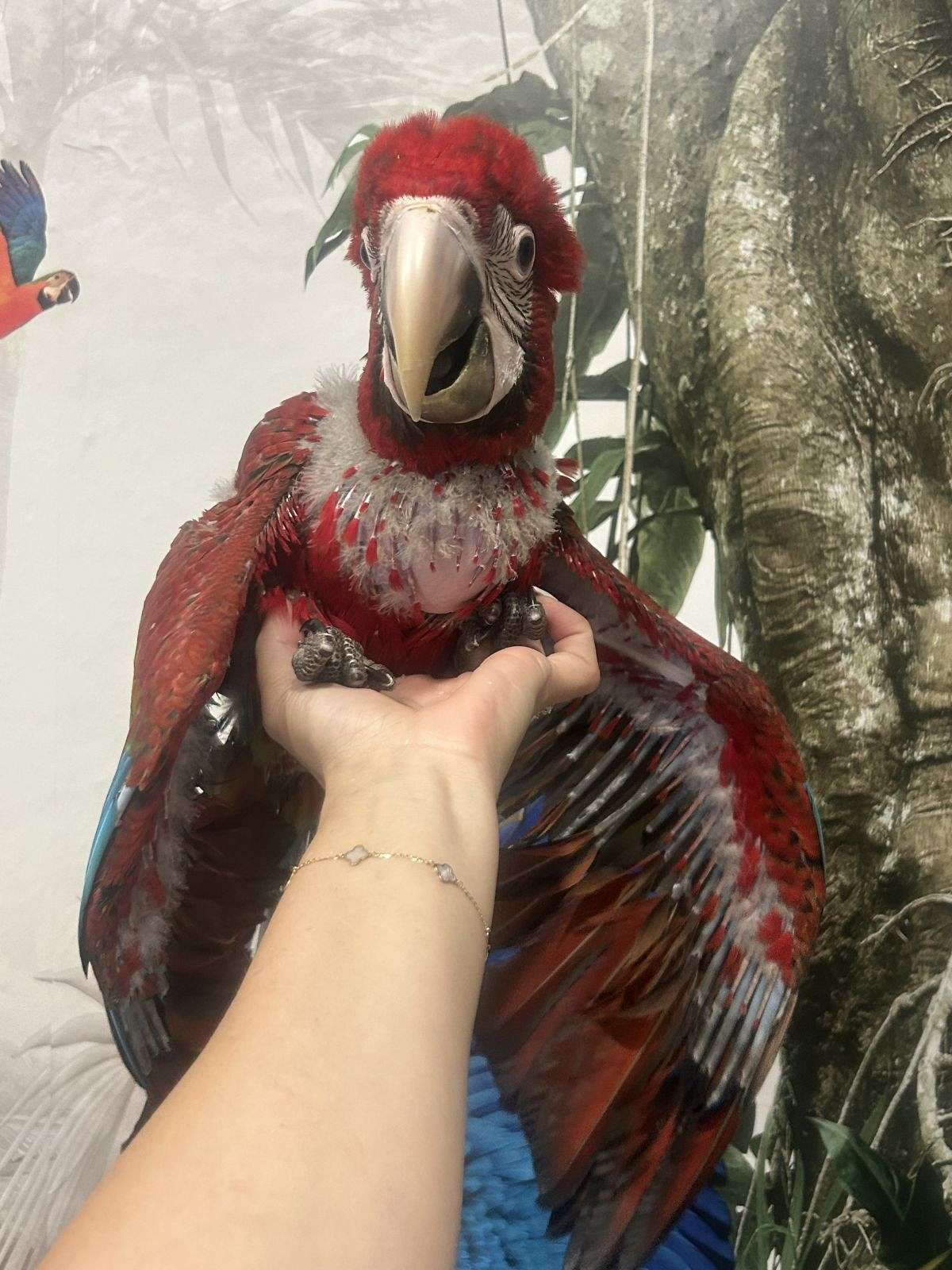 Scarlet , Blue and Gold , Camelot , Blue - Throated, Ruby