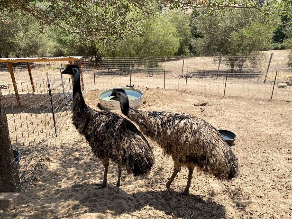 Emu breeding pair , Greater Rheas , Ostriches
