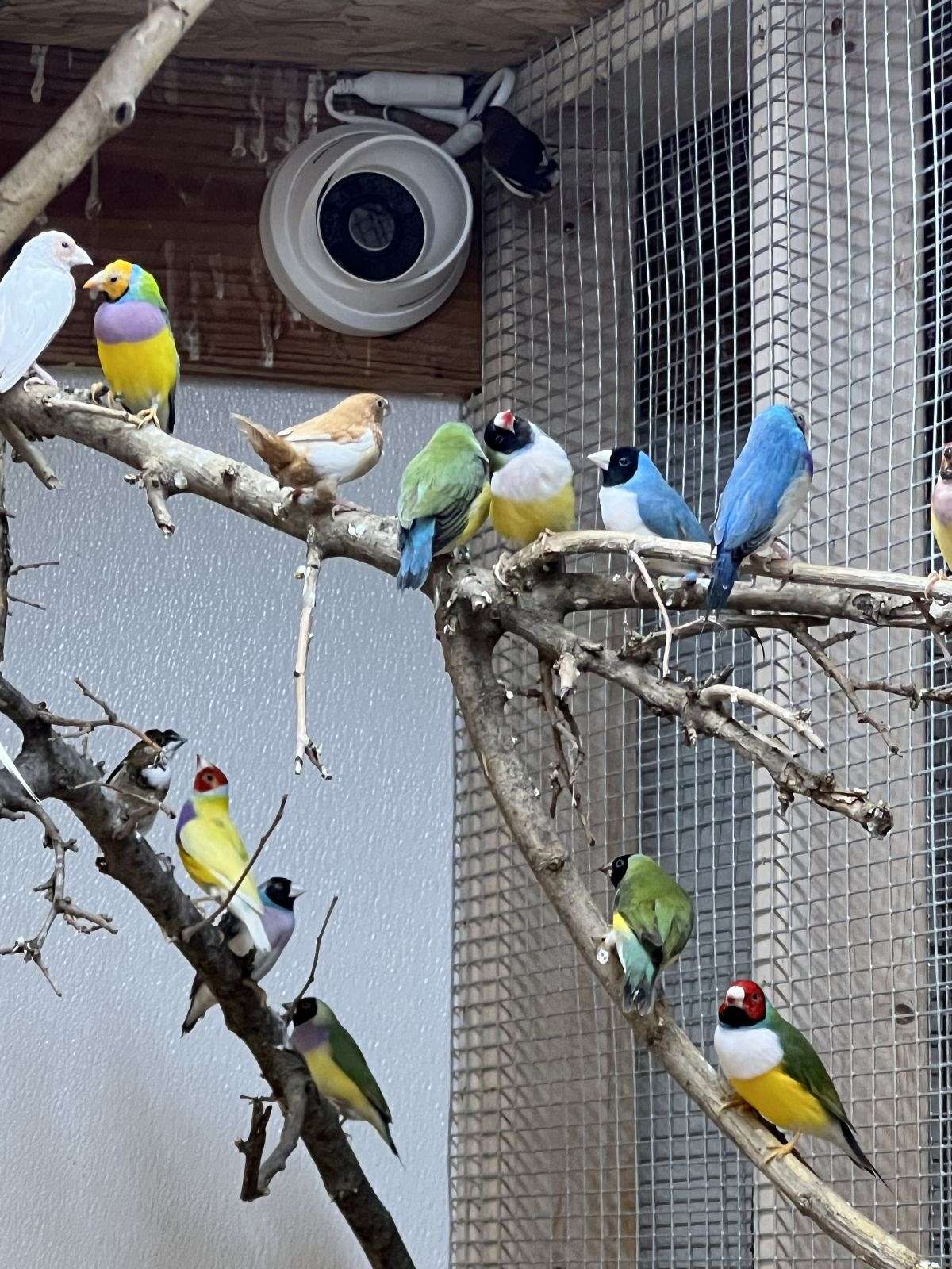 Lady Gouldians Finches