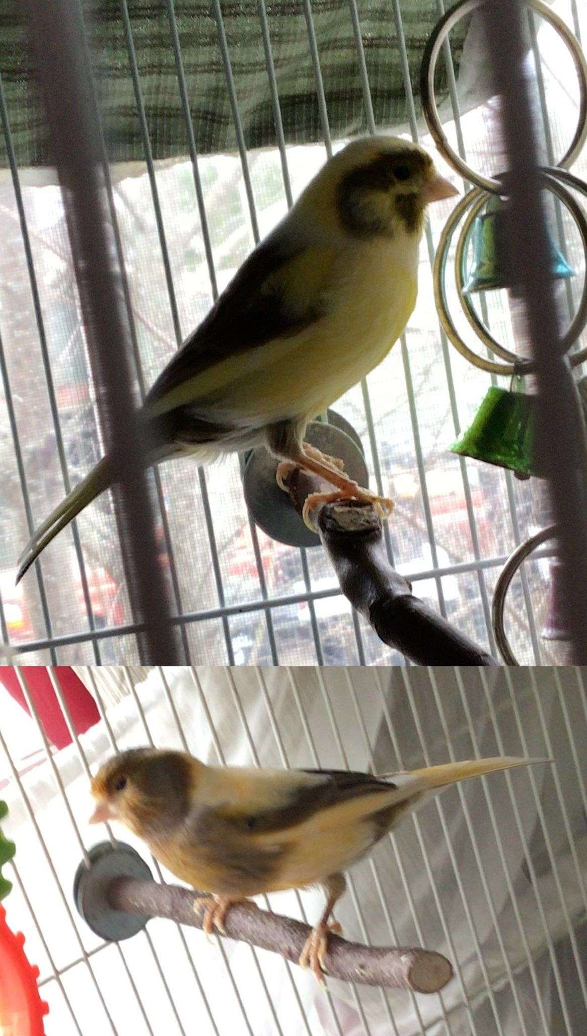 Pet Canaries for sale in Concord NC