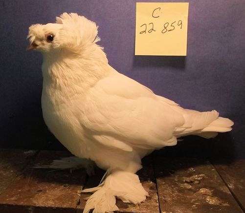 White English Trumpeter