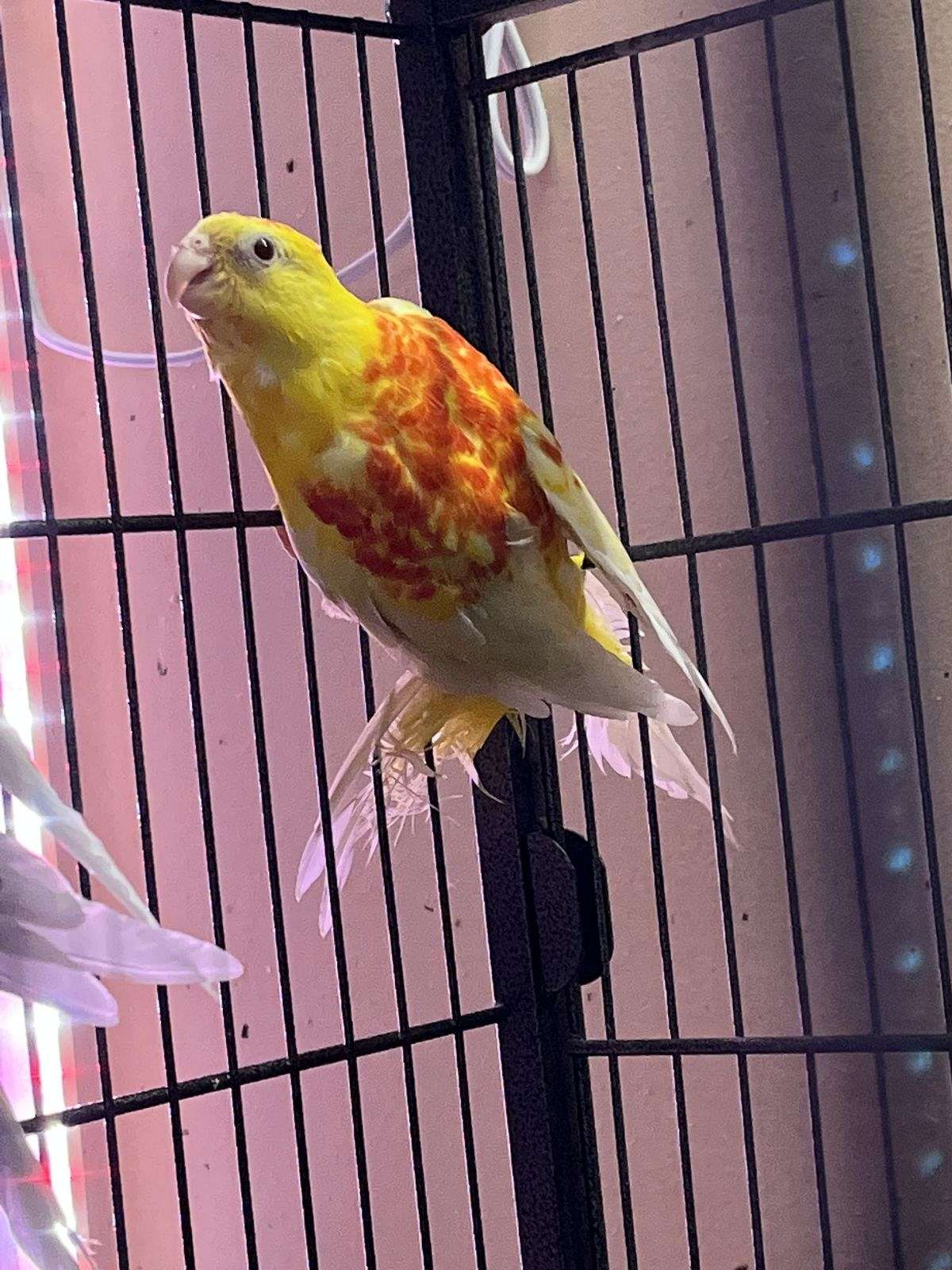 Beautiful baby male rubino red rump parakeet