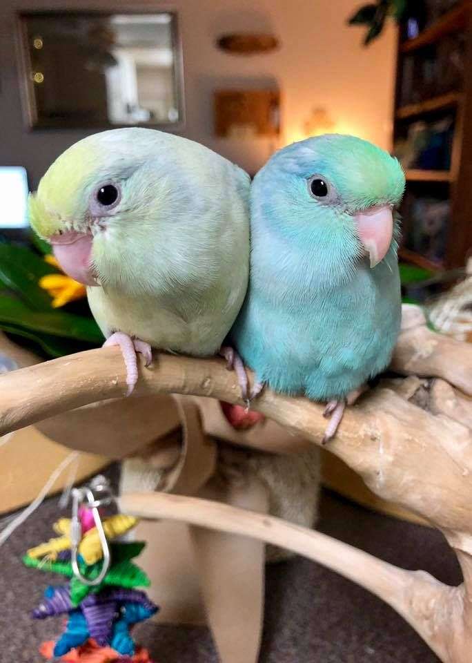 Parrotlet Pairs and Single Hens