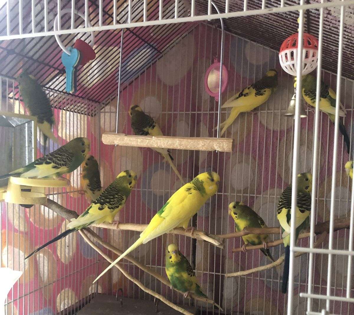 Parakeets for sale