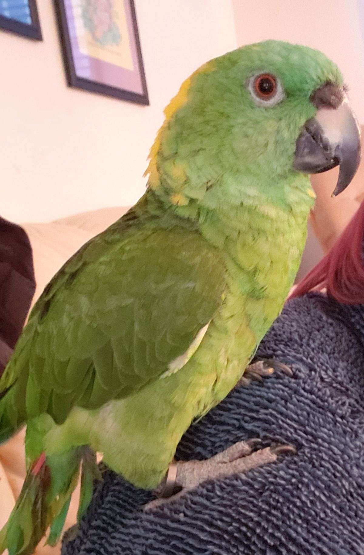 Yellow Naped Amazon