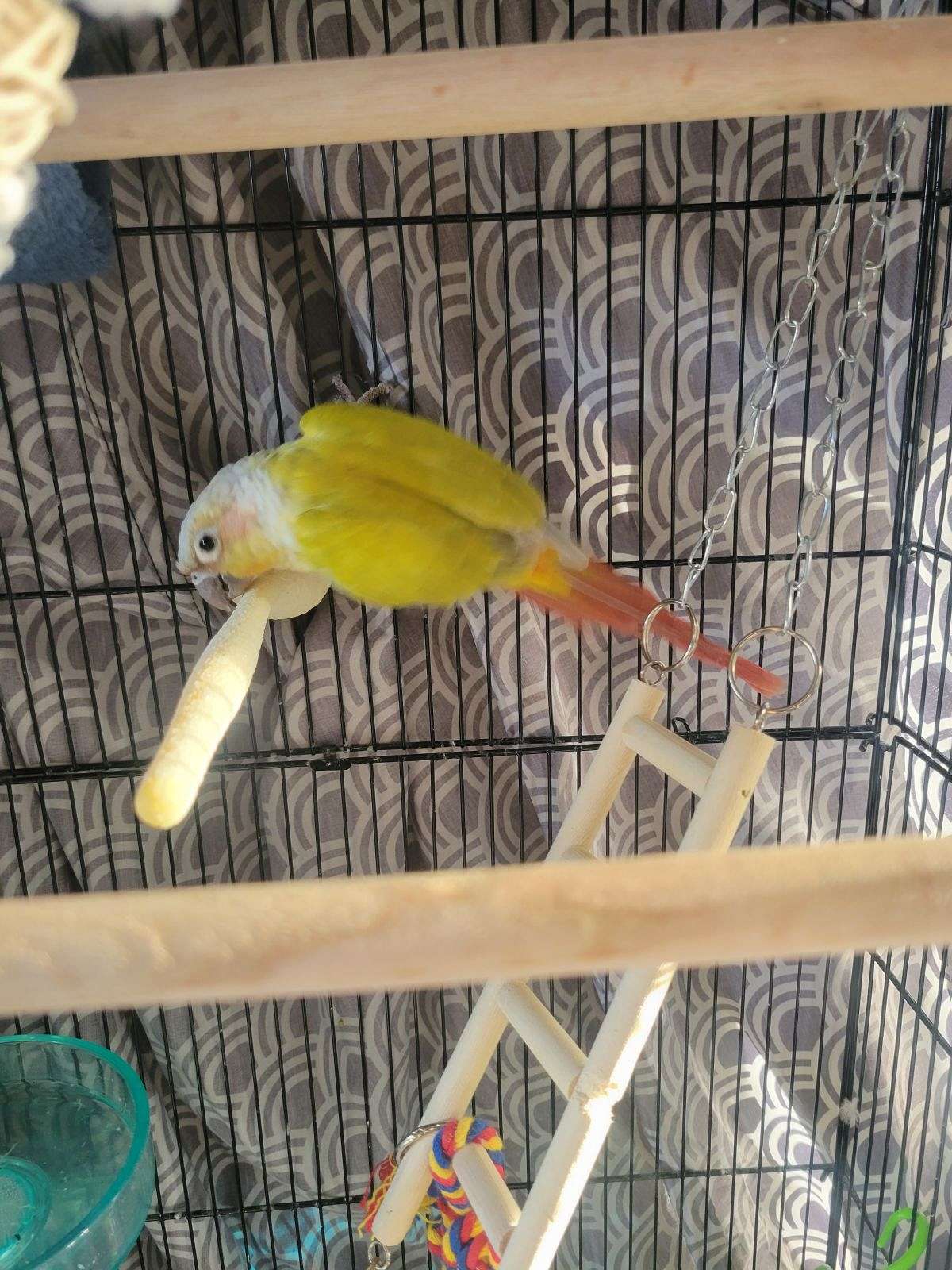 Young diluted conure