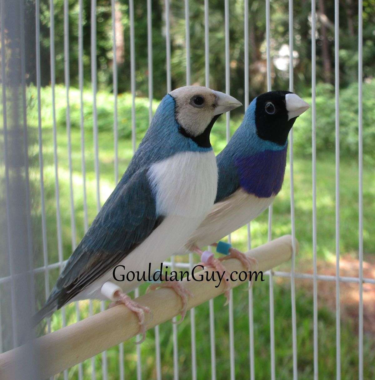 Lady Gouldian Finches *FREE Express Shipping